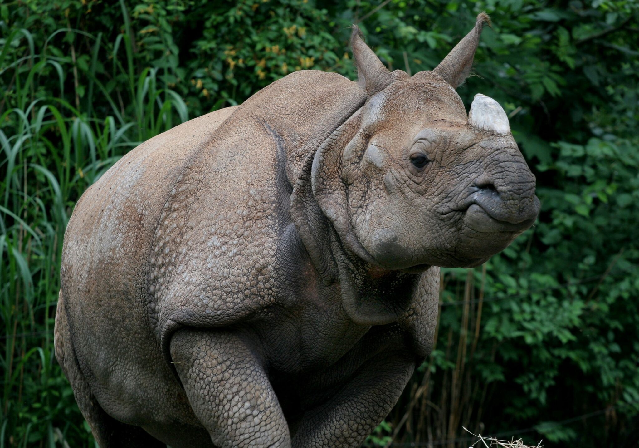 Indian Rhino Archives - Cincinnati Zoo & Botanical Garden
