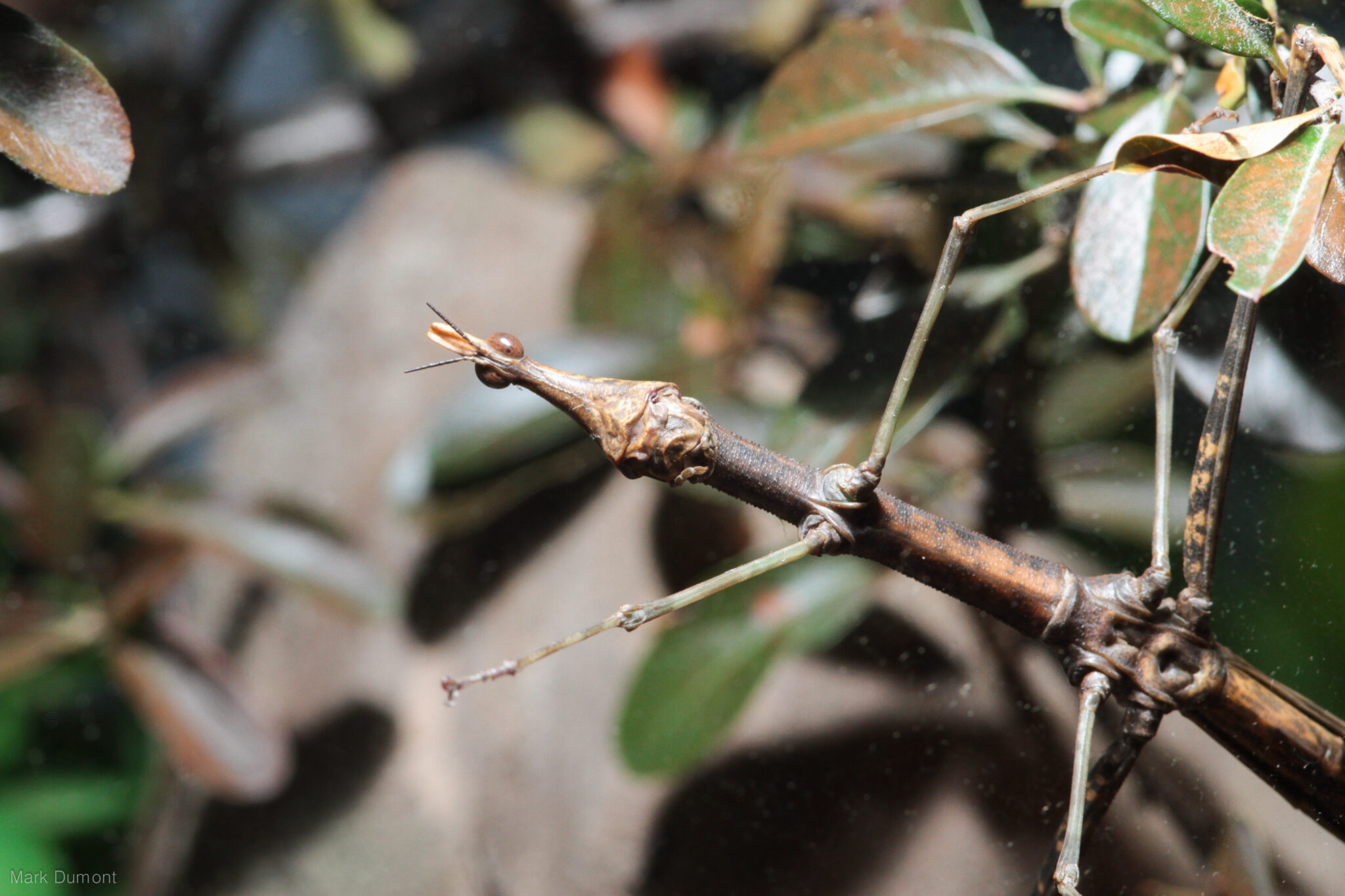 Invertebrates Archives - Cincinnati Zoo & Botanical Garden