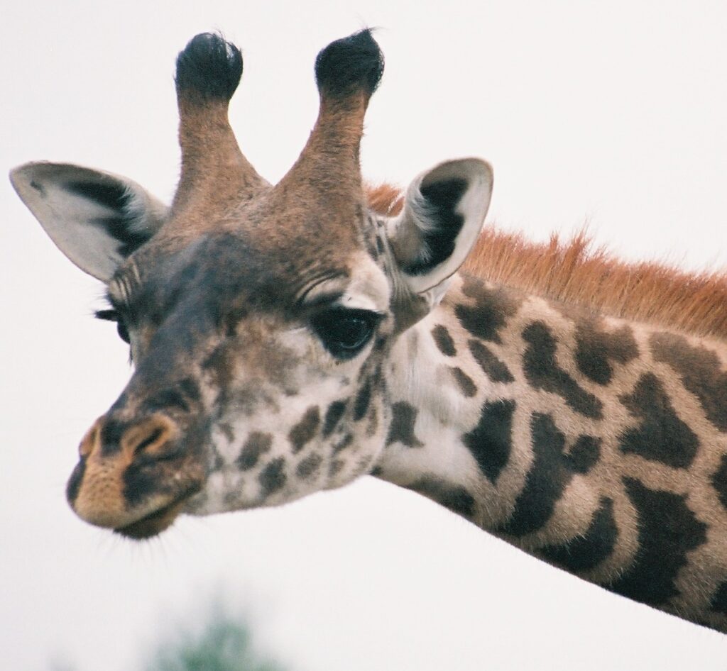 giraffe ridge Archives - Cincinnati Zoo & Botanical Garden giraffe ridge Archives - Cincinnati Zoo & Botanical Garden
