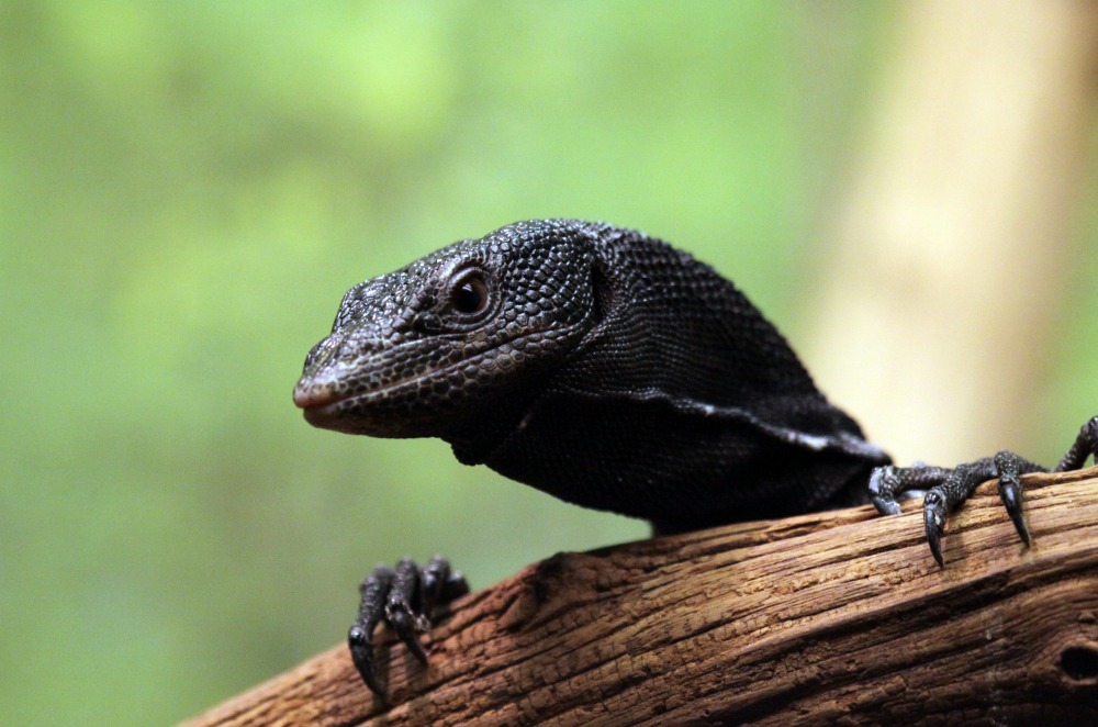 Black tree monitor - Alchetron, The Free Social Encyclopedia