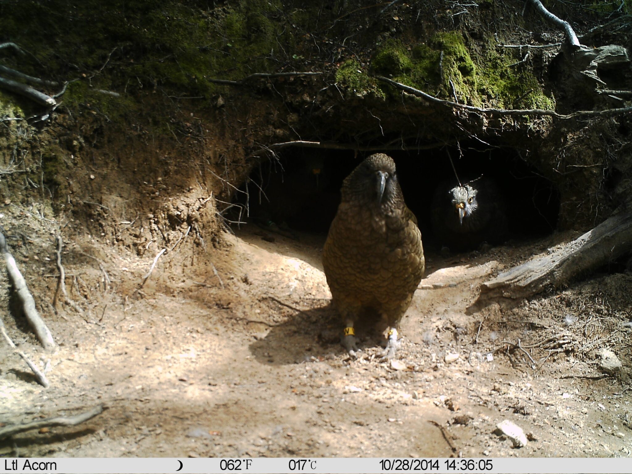 Using Cameras to Protect Keas in the Wild - Cincinnati Zoo & Botanical ...