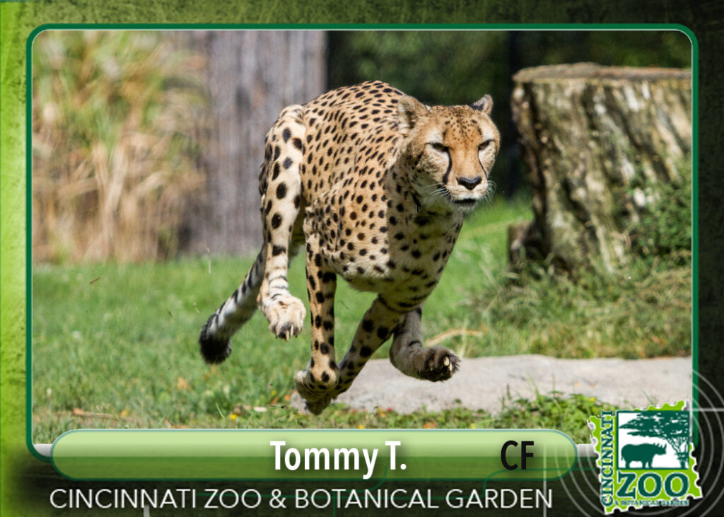 Zoo's Animal All-Stars Lineup - Cincinnati Zoo & Botanical Garden