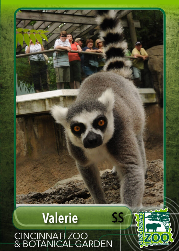 Zoo's Animal All-Stars Lineup - Cincinnati Zoo & Botanical Garden