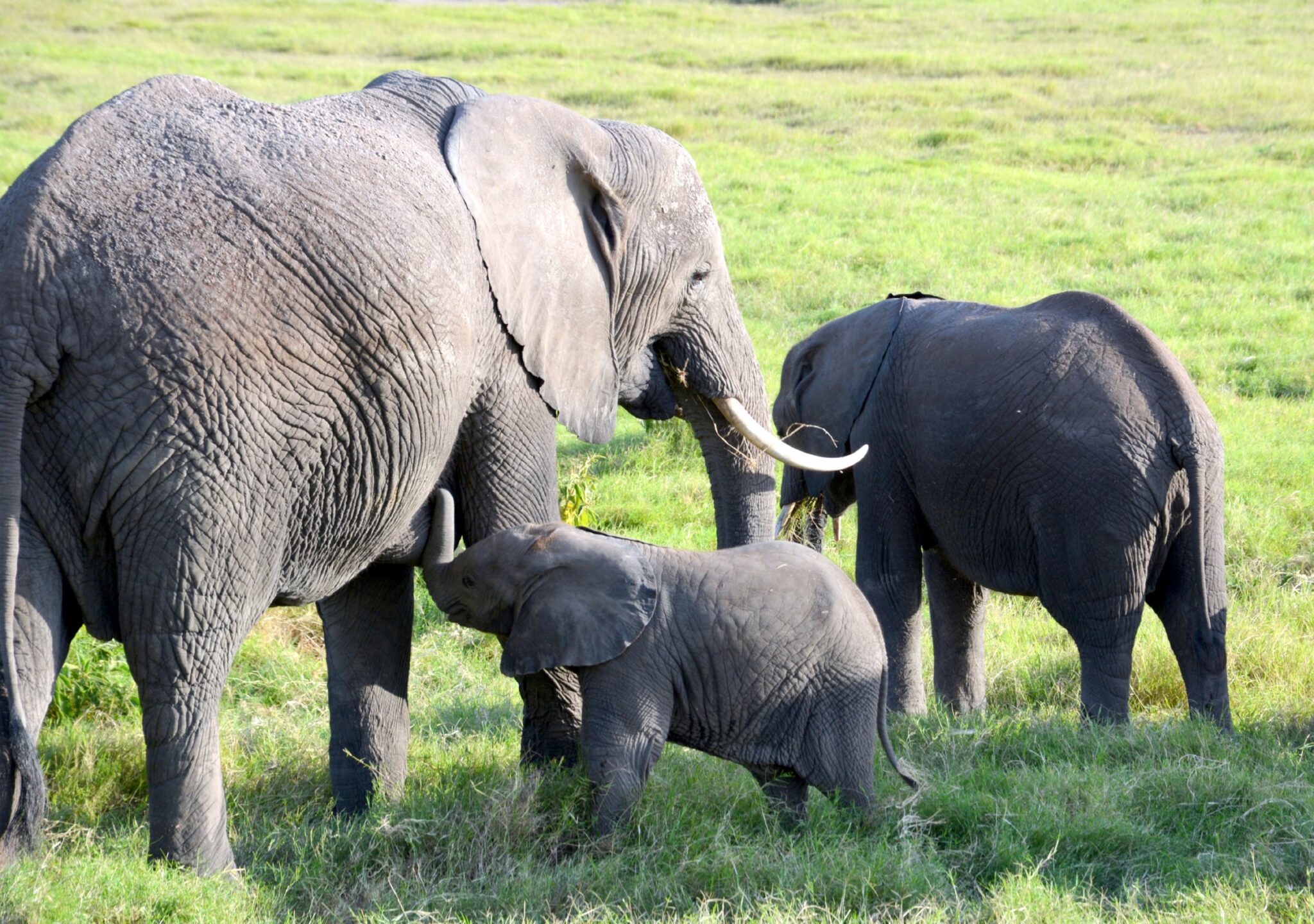Barrows Conservation Lecture Series Archives - Cincinnati Zoo ...
