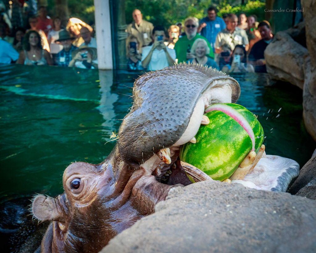 The Weight is Over at the Cincinnati Zoo! Hippo Cove is now open to the ...