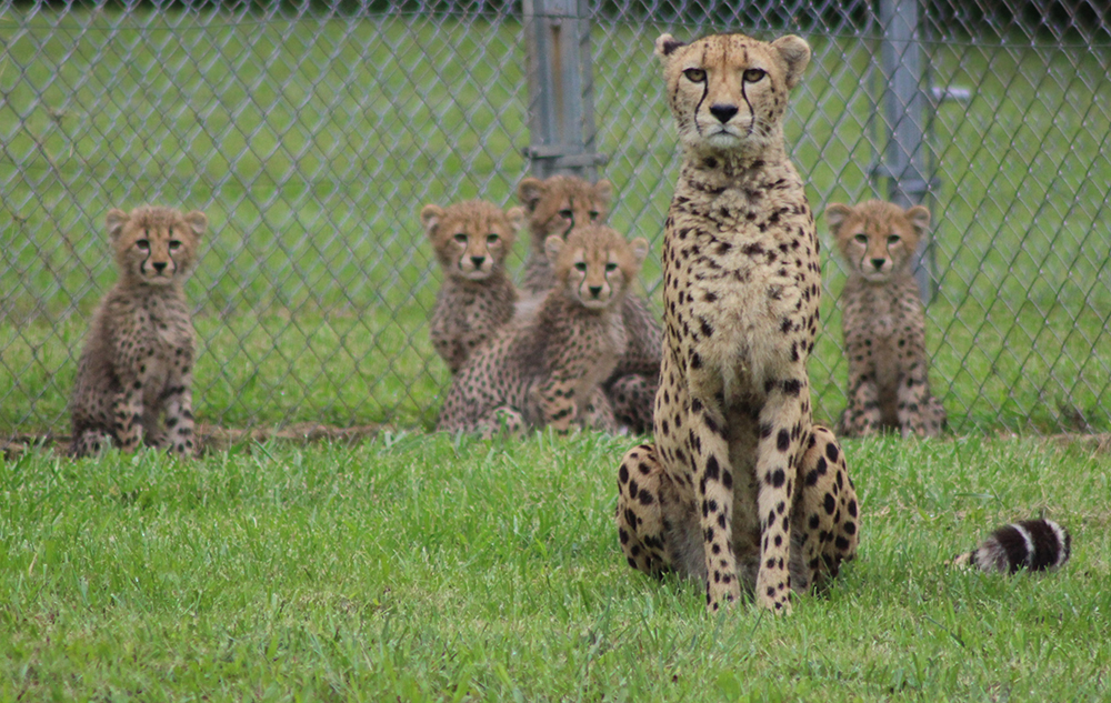 Cincinnati Zoo & Wildlife Safari Team Up to Ensure Survival of the Most ...