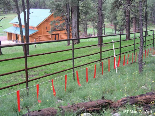 The Hidden Meaning in the Howl of the Wolf: A Wolf Conservation Story ...