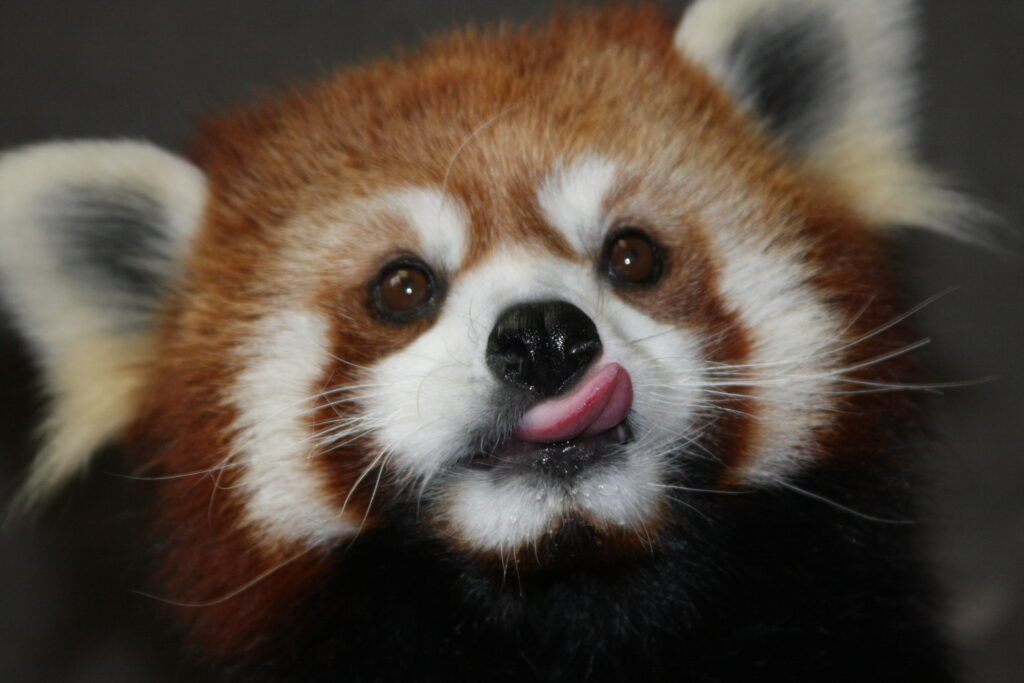 Red Panda Archives - Cincinnati Zoo & Botanical Garden