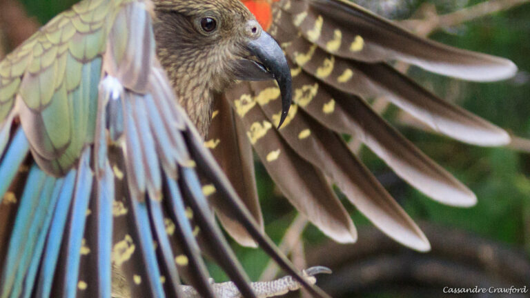 Kea Archives - Cincinnati Zoo & Botanical Garden