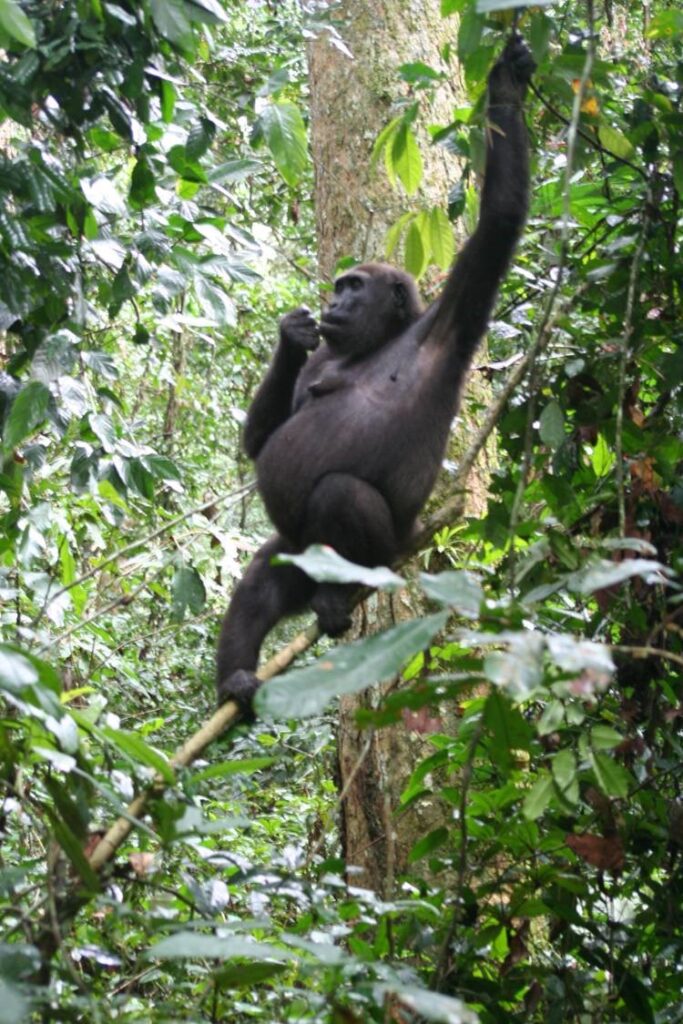 World Great Ape Day and the Cincinnati Zoo - Cincinnati Zoo & Botanical ...