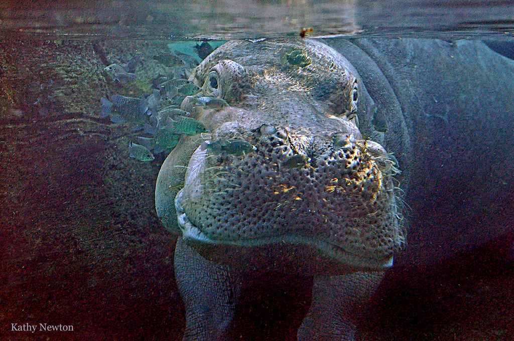 Hippo Blog: Helping Henry - Cincinnati Zoo & Botanical Garden