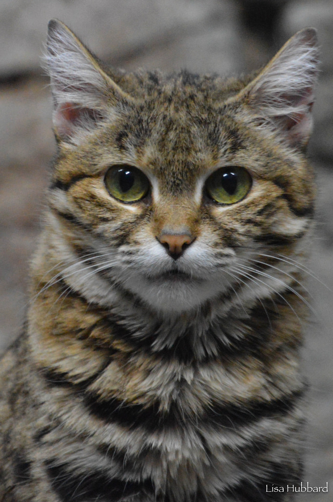 Saving the World’s Deadliest Cat - Cincinnati Zoo & Botanical Garden