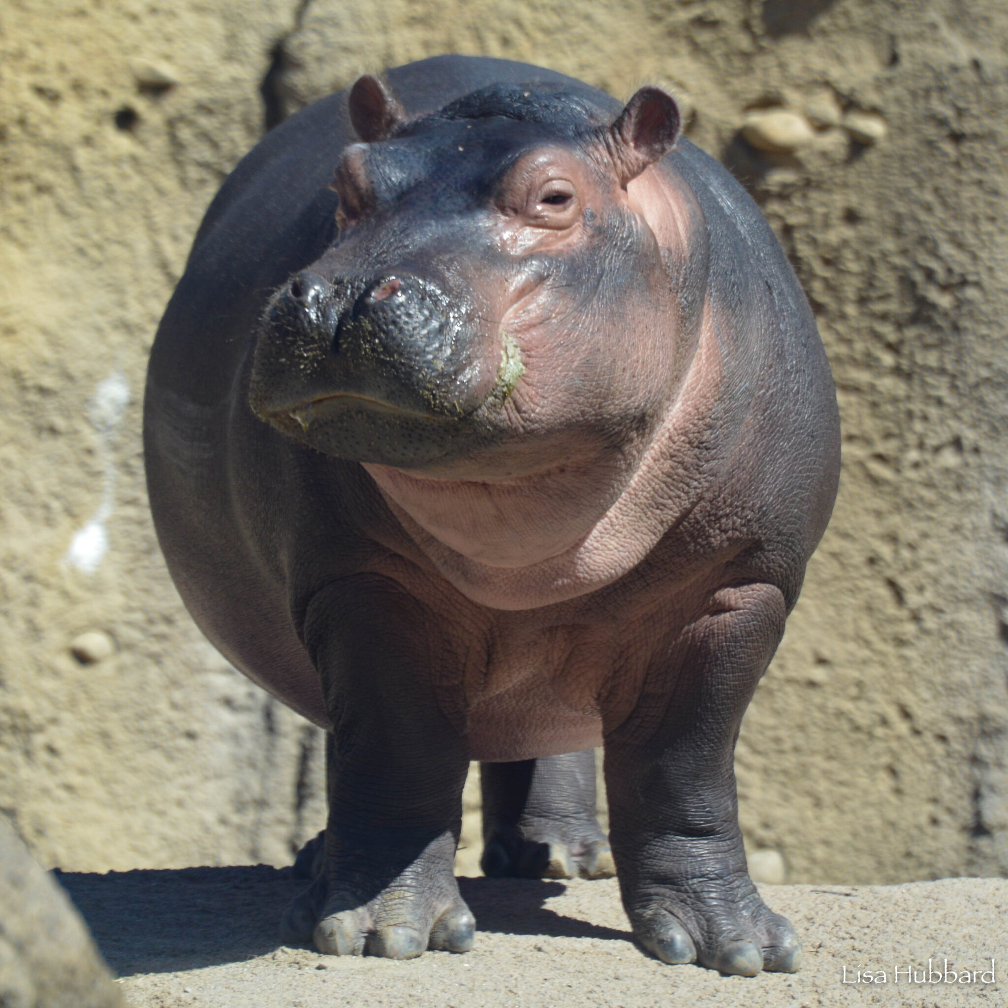 Walk at the Cincinnati Zoo to Celebrate a Huge Milestone for the Little ...