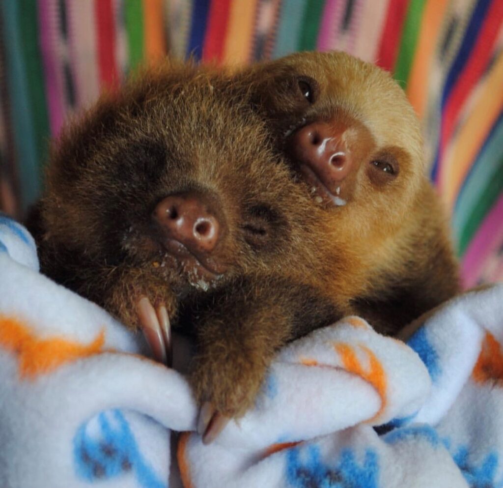 International Sloth Day 2018 - Cincinnati Zoo & Botanical Garden