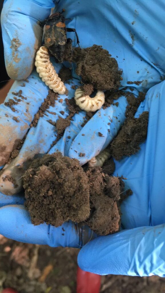 Saving species with a jar of rotten rat goo! - Cincinnati Zoo ...