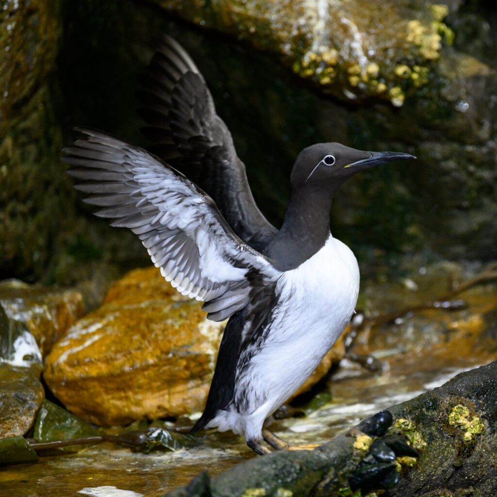Birds Archives - Cincinnati Zoo & Botanical Garden