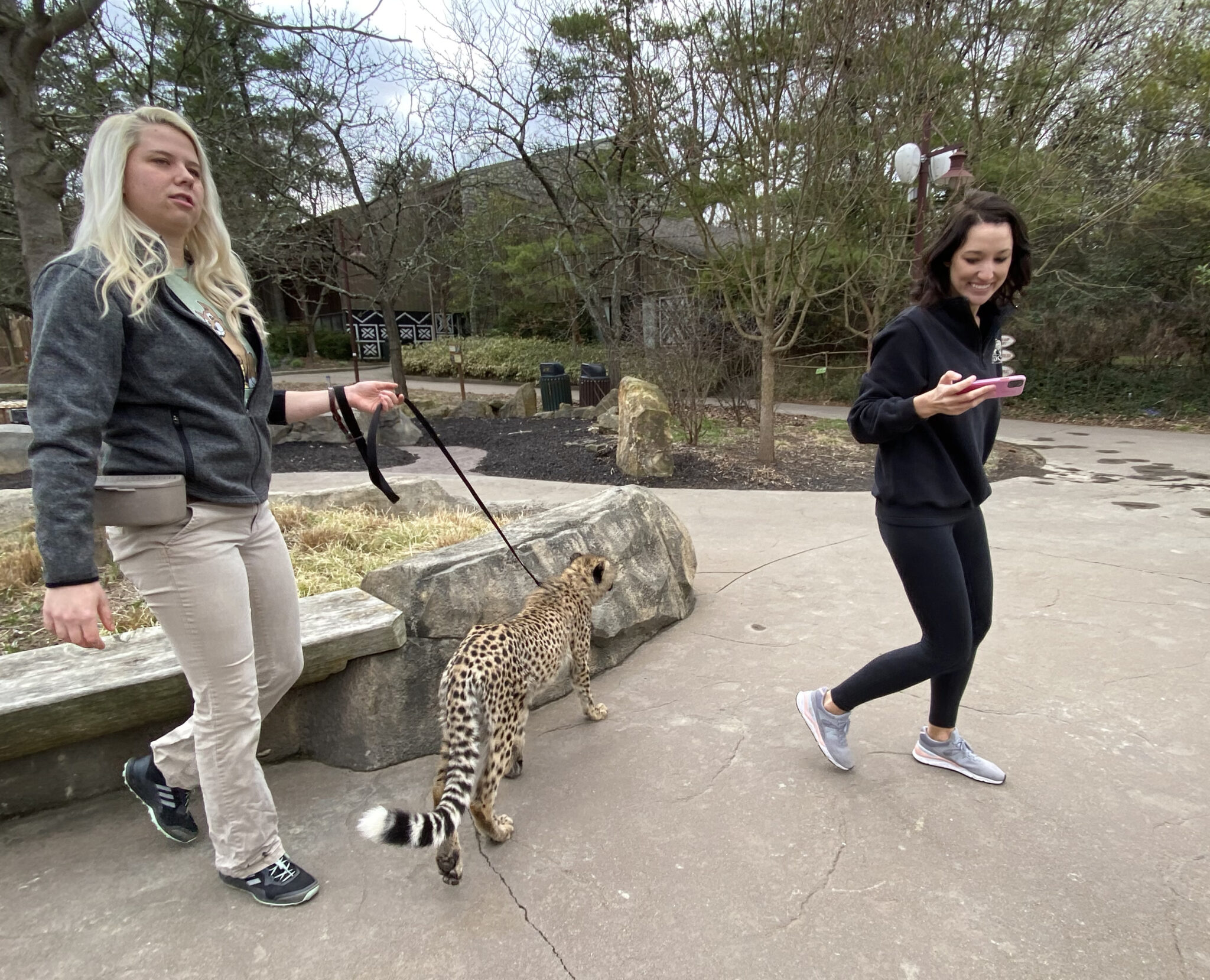Cincinnati Zoo Office Staff Members Roll Up Sleeves to Support Animal ...