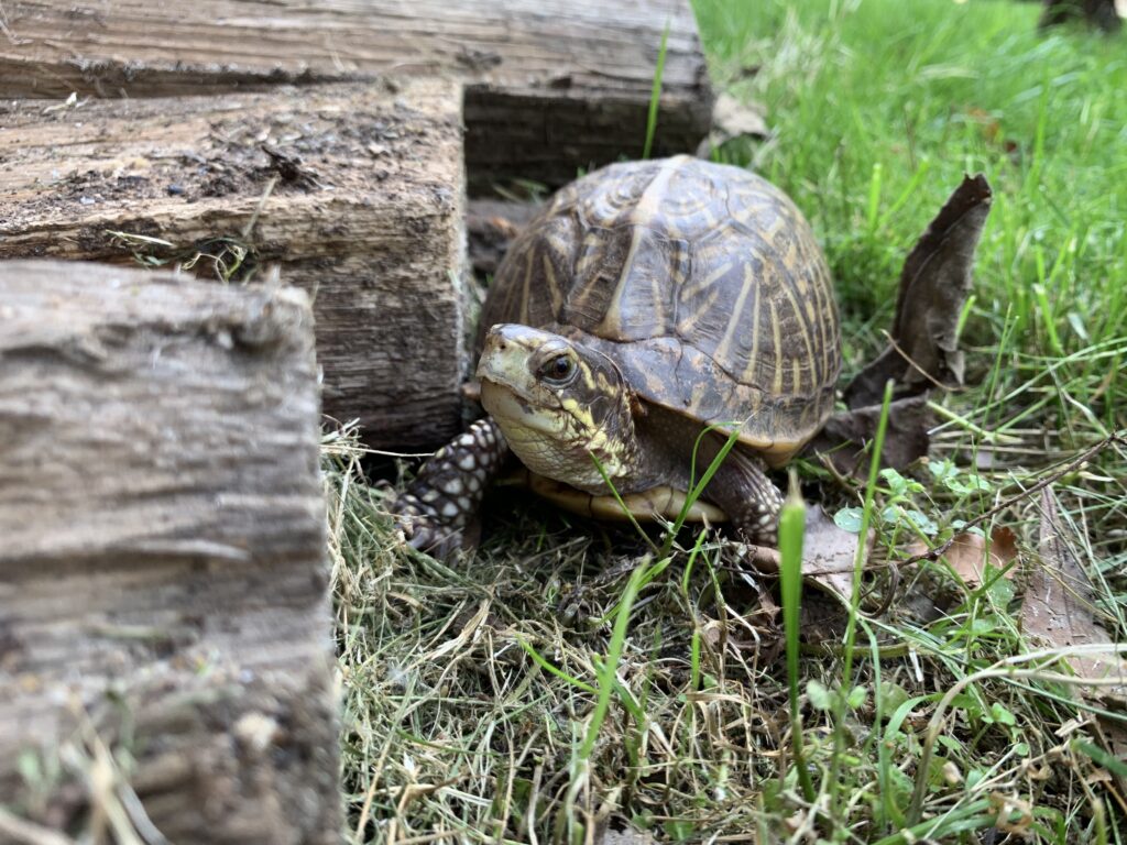 A Thriving Habitat for Reptiles and Amphibians In Your Own Backyard ...