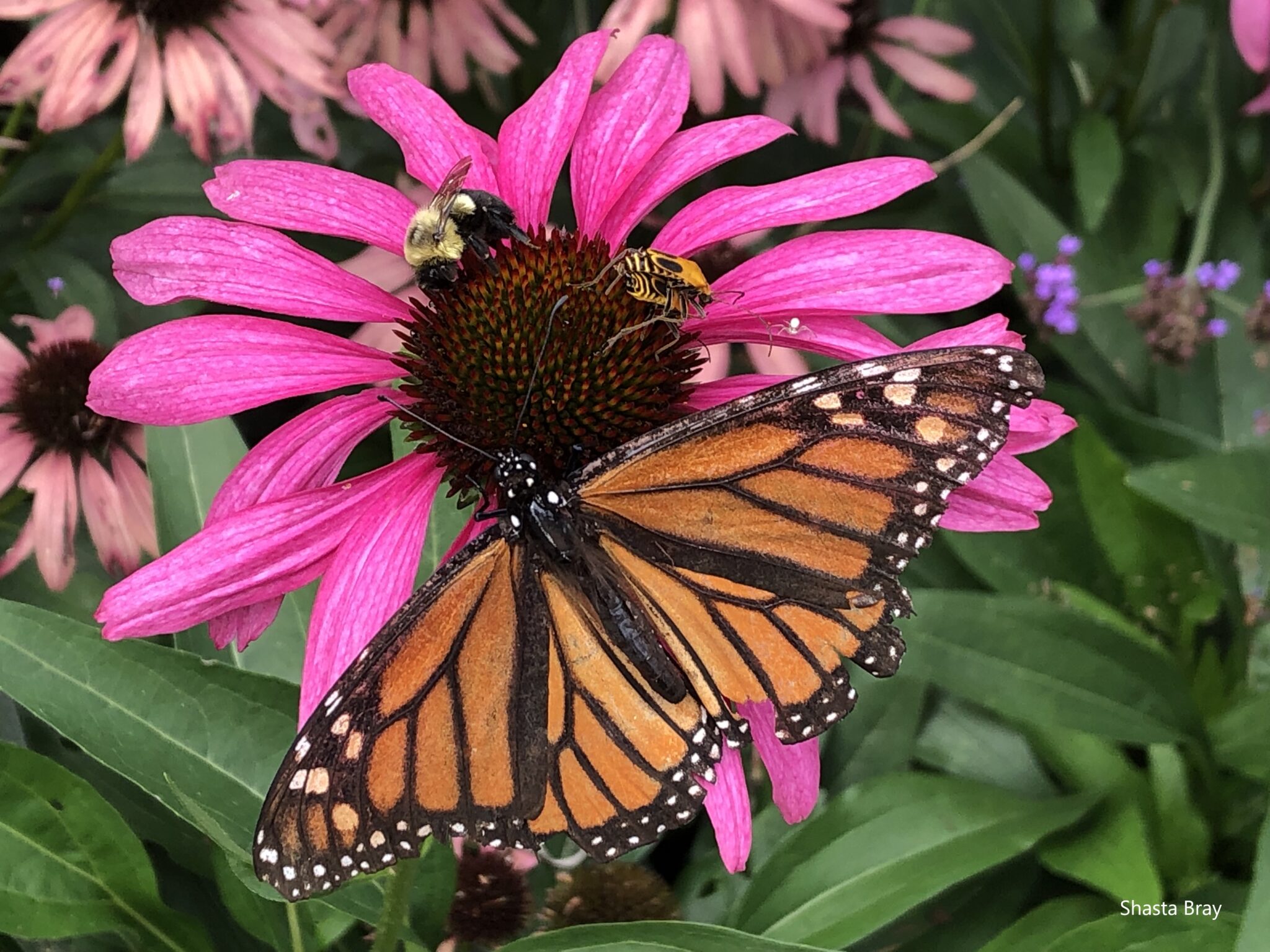 Pollinators Archives - Cincinnati Zoo & Botanical Garden Pollinators Archives - Cincinnati Zoo & Botanical Garden