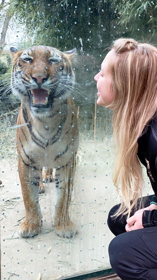 Tiger Talk: International Tiger Day 2020 - Cincinnati Zoo & Botanical ...