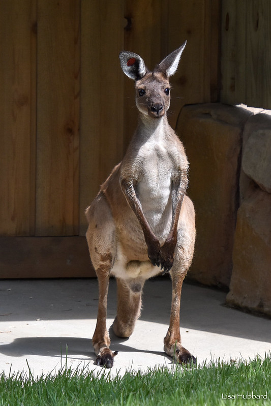 Meet the Newest Residents of Roo Valley! - Cincinnati Zoo & Botanical ...
