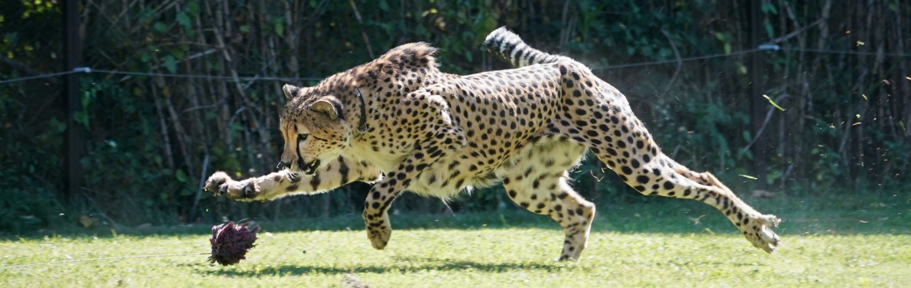 Girls Rule! Studying the Science Behind Their Speed - Cincinnati Zoo ...