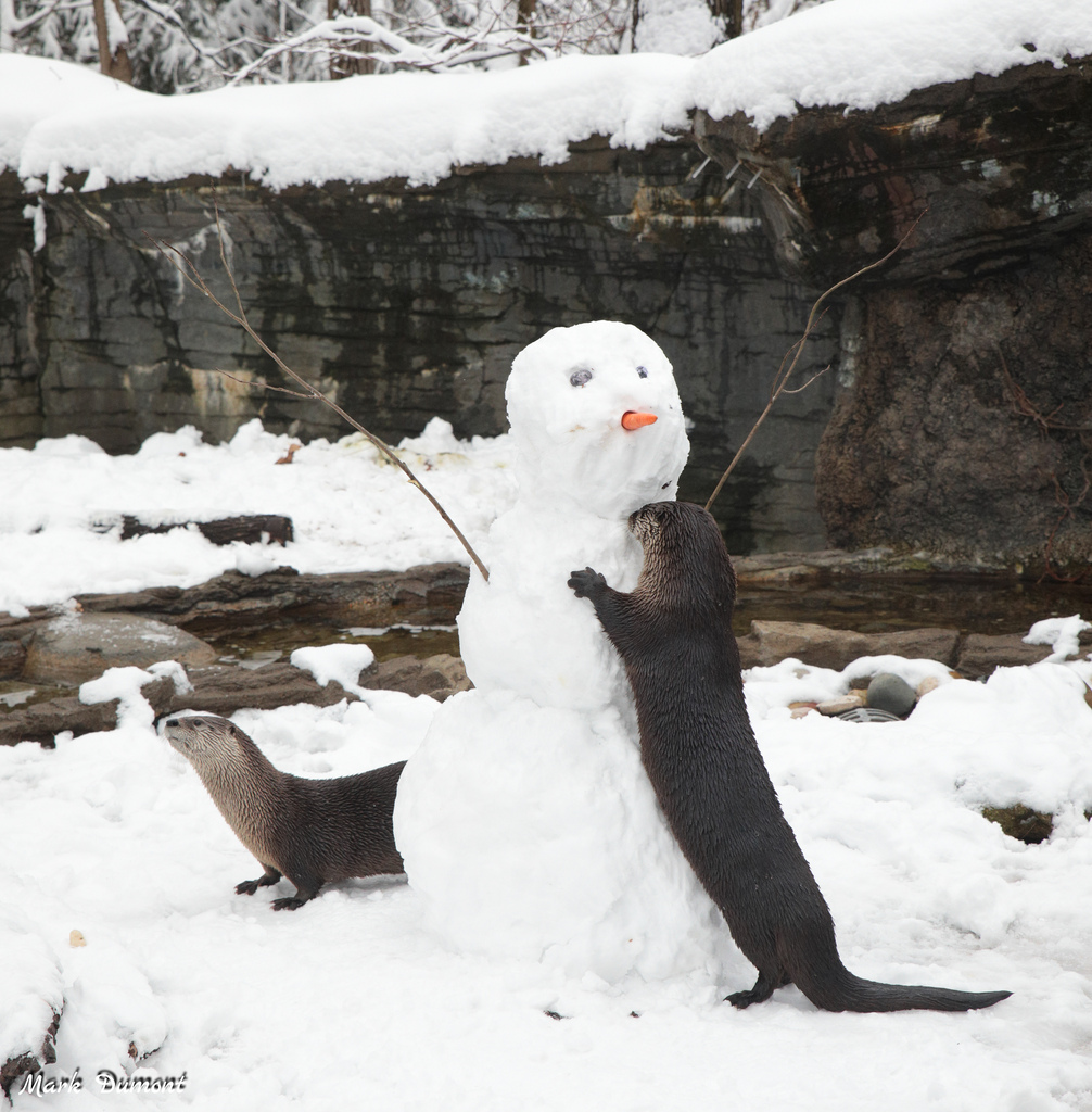 Walking in a Winter Wonderland - Cincinnati Zoo & Botanical Garden