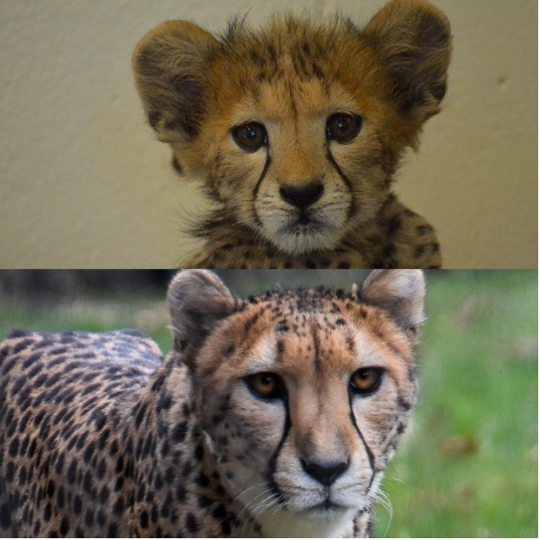 International Cheetah Day 2020 - Cincinnati Zoo & Botanical Garden