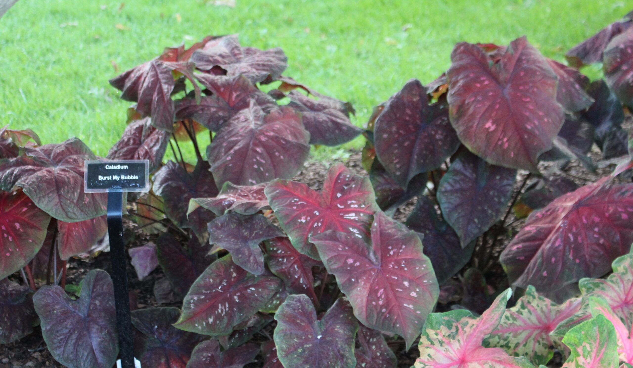 2020 Caladium Trials at the Cincinnati Zoo & Botanical Garden ...