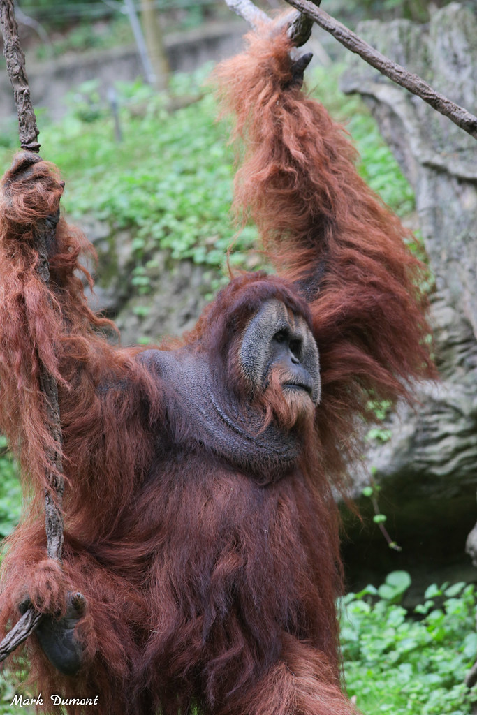 Great Enrichment for a Great Ape - Cincinnati Zoo & Botanical Garden