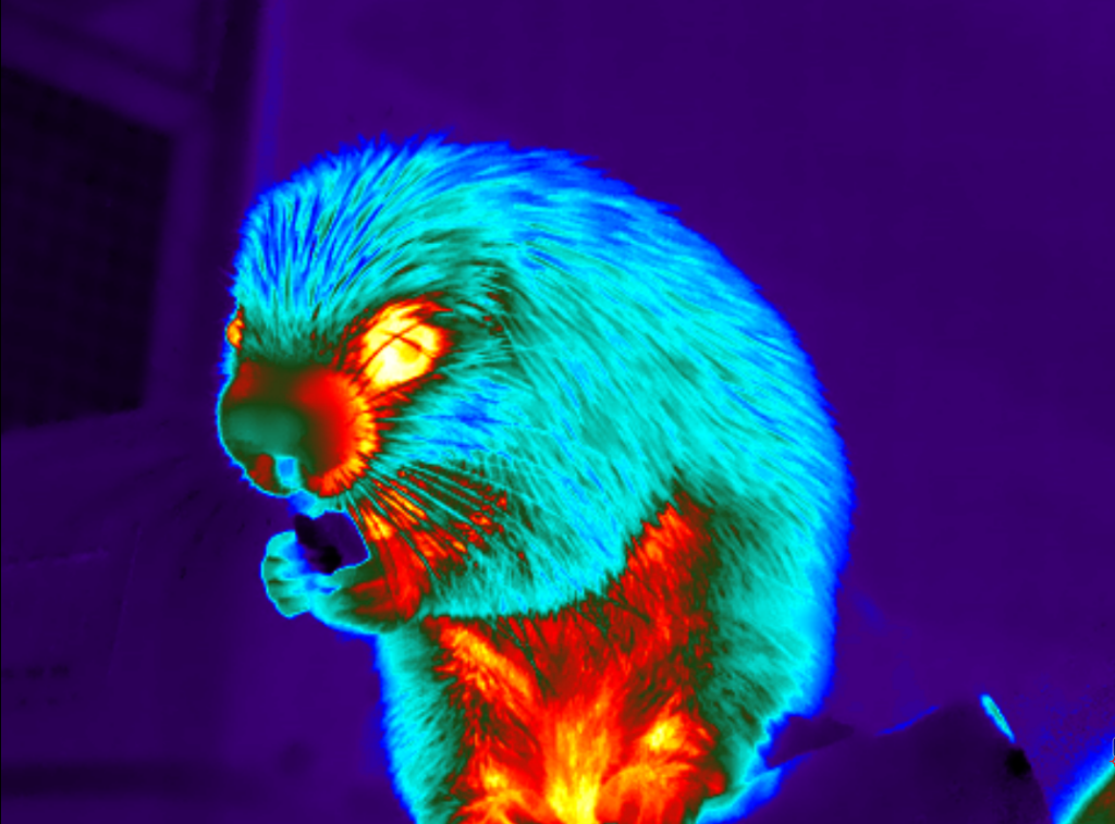 Using Infrared Thermography to Non-Invasively Assess Animal Health ...