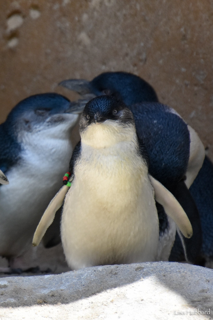 Celebrating Penguins on World Penguin Day - Cincinnati Zoo & Botanical ...