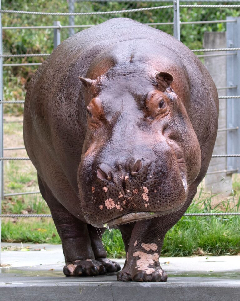 Cincinnati Zoo Welcomes New Male Hippo! - Cincinnati Zoo & Botanical Garden