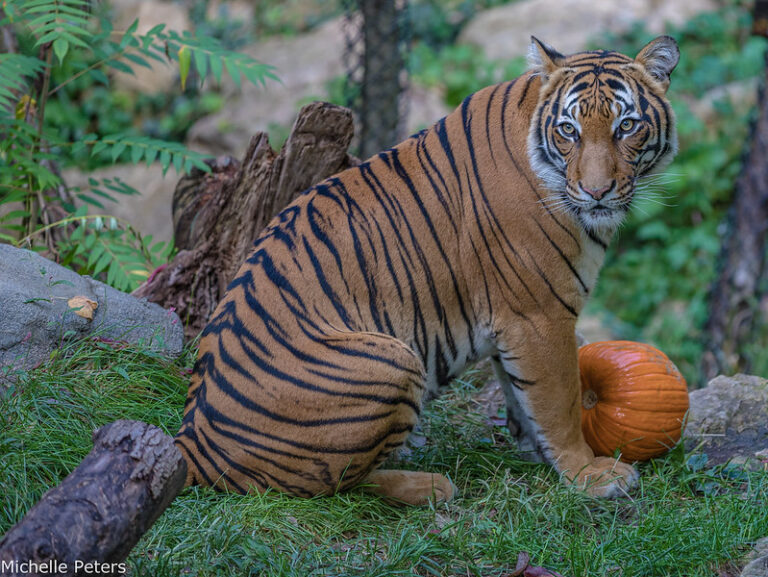 Animals in Disguise - Cincinnati Zoo & Botanical Garden