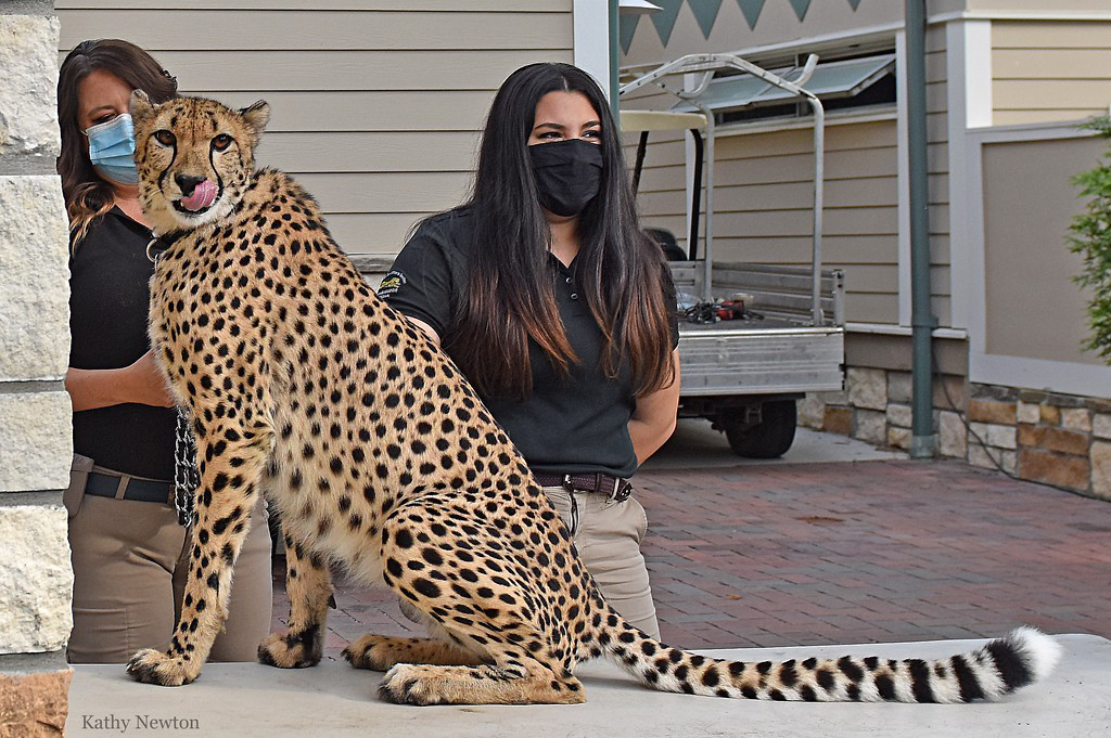 A Day in the Life of a Cat Ambassador Trainer at the Cincinnati Zoo ...
