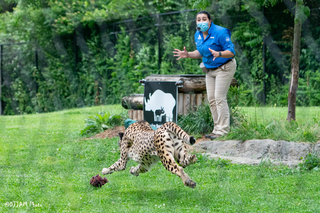 A Day in the Life of a Cat Ambassador Trainer at the Cincinnati Zoo ...