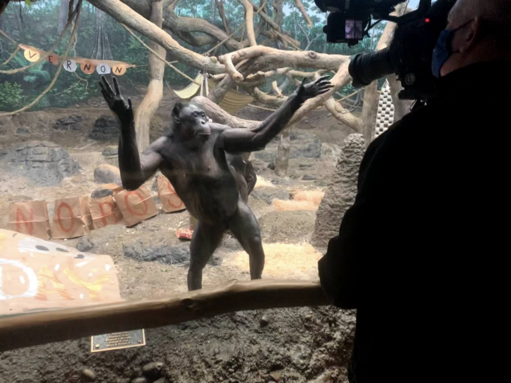 Bonobo Birthdays and Historic Bonobo Rewilding! - Cincinnati Zoo ...