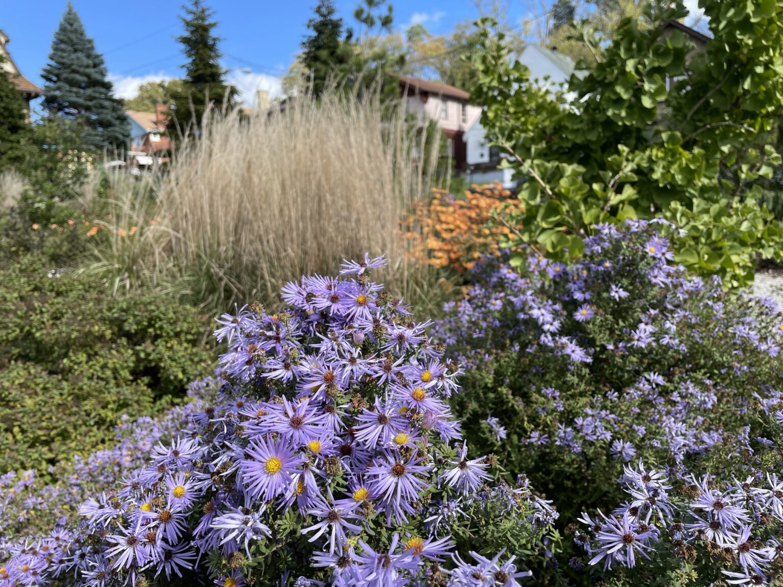 Top 10 Pollinator Plants of 2022 - Cincinnati Zoo & Botanical Garden