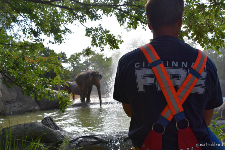 Cincinnati Zoo Offers Free Admission for First Responders and Military 9/8 - 9/11 - Cincinnati ...