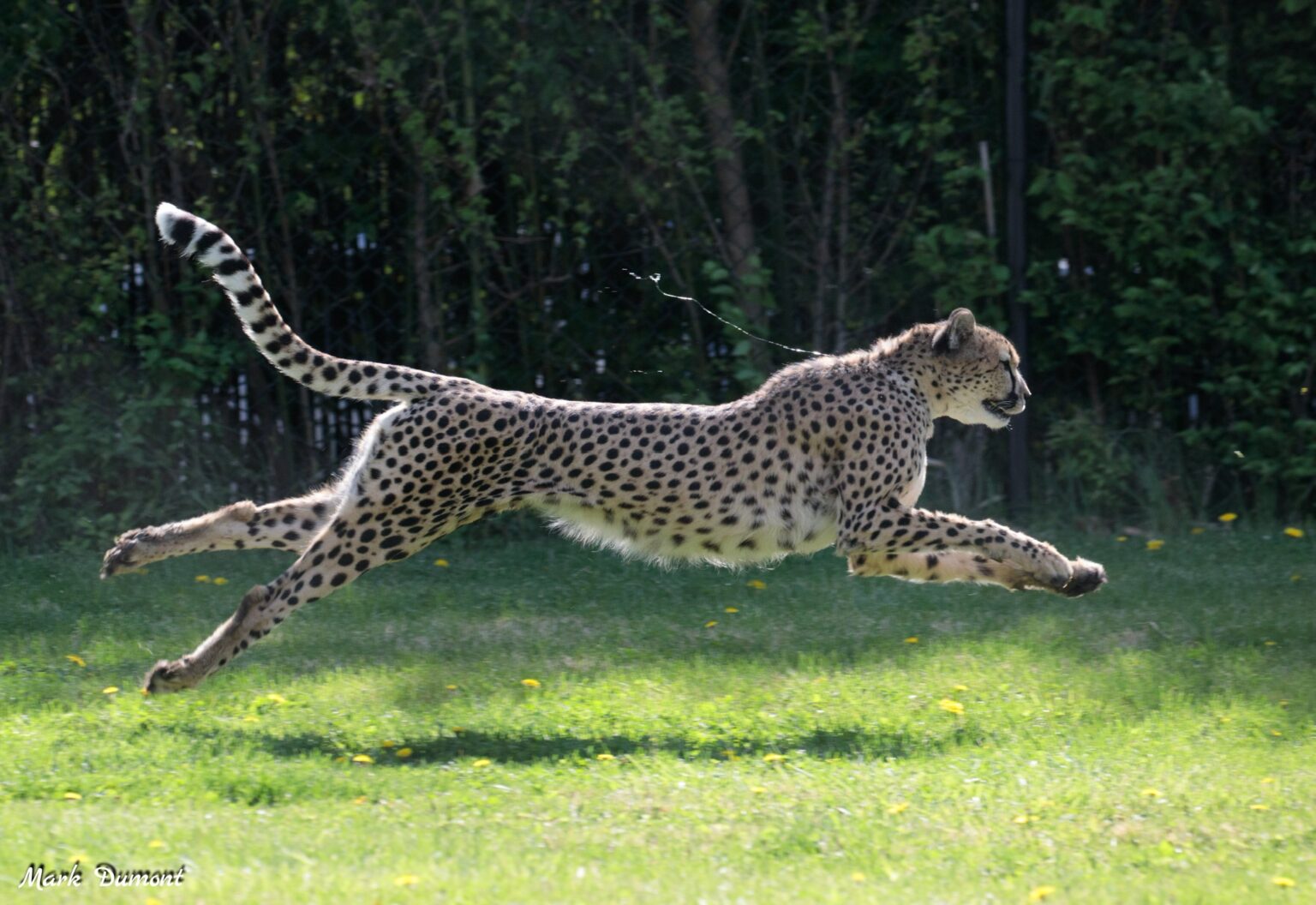 Cat Ambassador Program Archives - Cincinnati Zoo & Botanical Garden