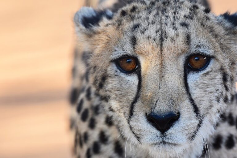 cheetah breeding Archives - Cincinnati Zoo & Botanical Garden