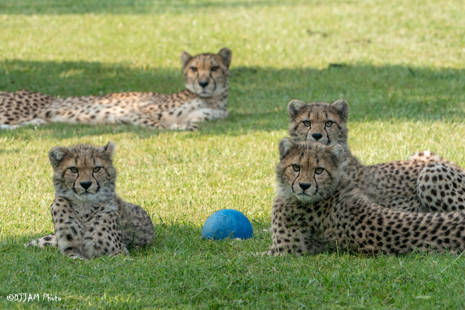 Veterinary Care Archives - Cincinnati Zoo & Botanical Garden