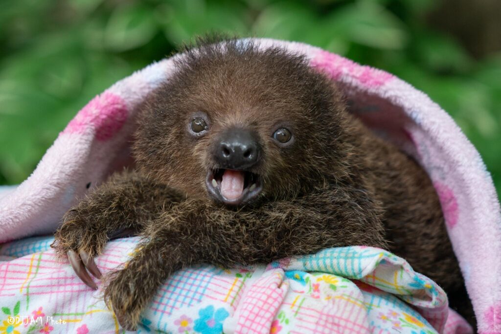 Sloth Baby Debut at the Cincinnati Zoo Slow Due to Mom’s Health ...