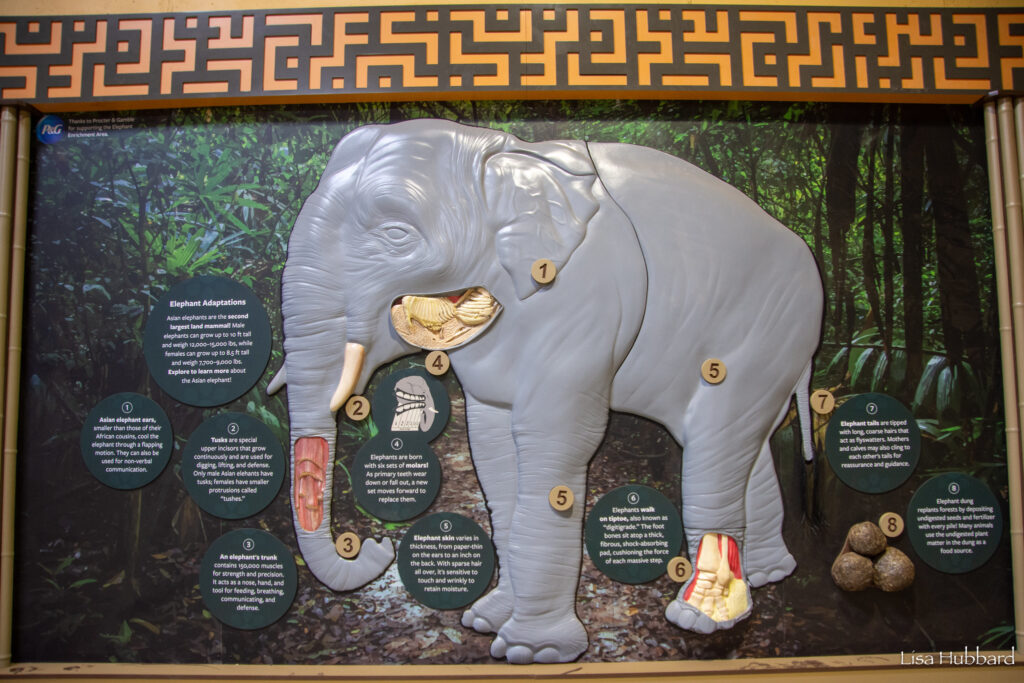 Harry and Linda Fath Elephant Trek - Cincinnati Zoo & Botanical Garden