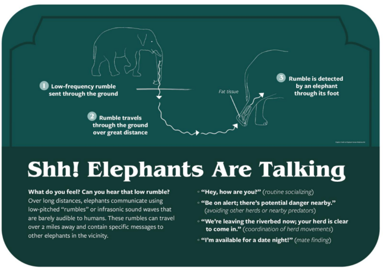 Harry and Linda Fath Elephant Trek - Cincinnati Zoo & Botanical Garden