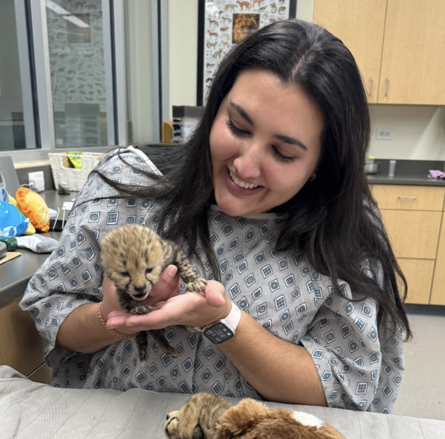 International Cheetah Day 2024: Meet Two Tiny New Ambassadors ...