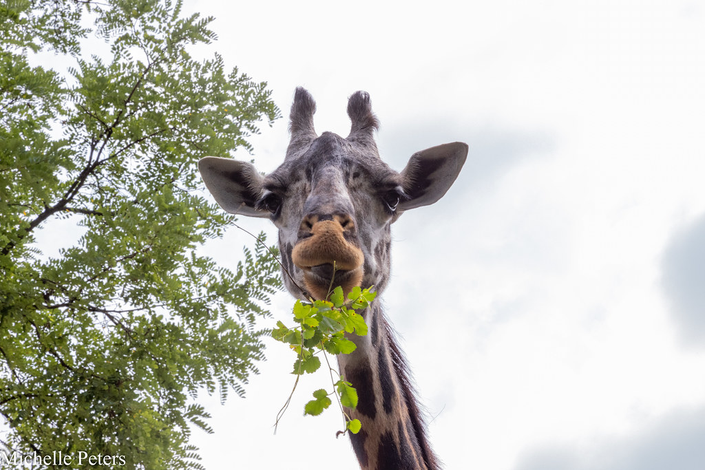 New Giraffe Feeders Designed to Provide Dinner by the Bite - Cincinnati ...