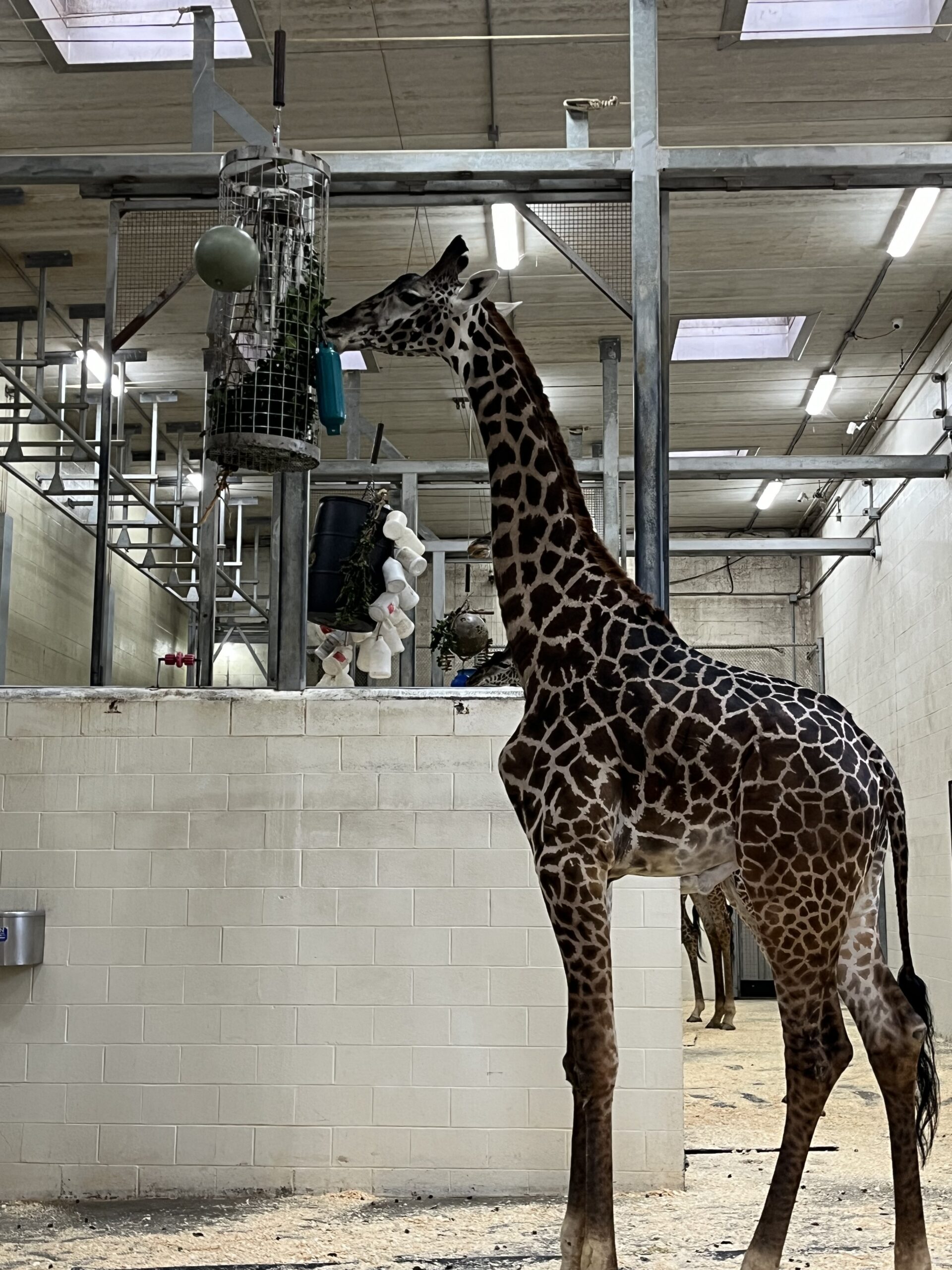 New Giraffe Feeders Designed to Provide Dinner by the Bite - Cincinnati ...