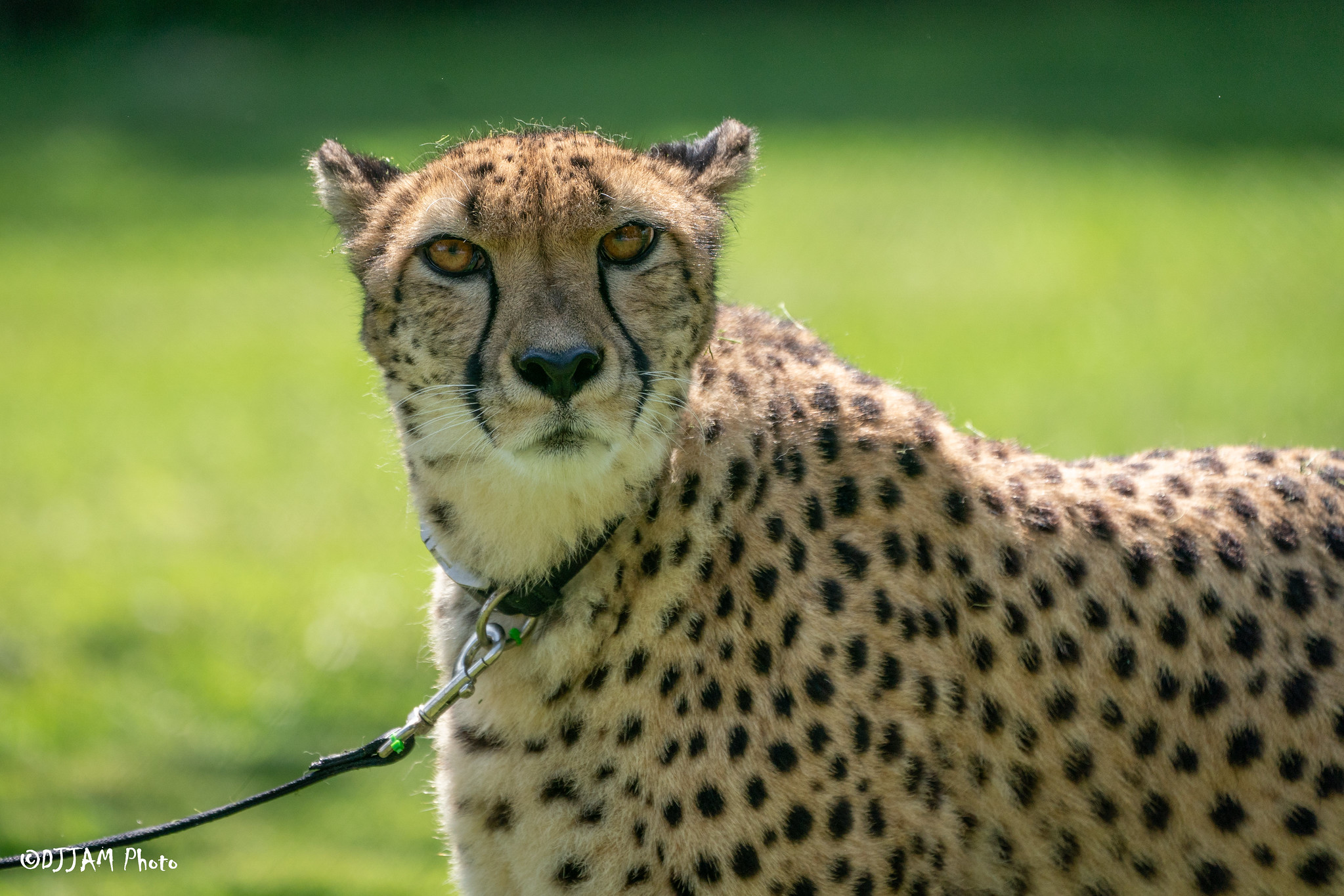 Kris the Cheetah's Road to Recovery - Cincinnati Zoo & Botanical Garden
