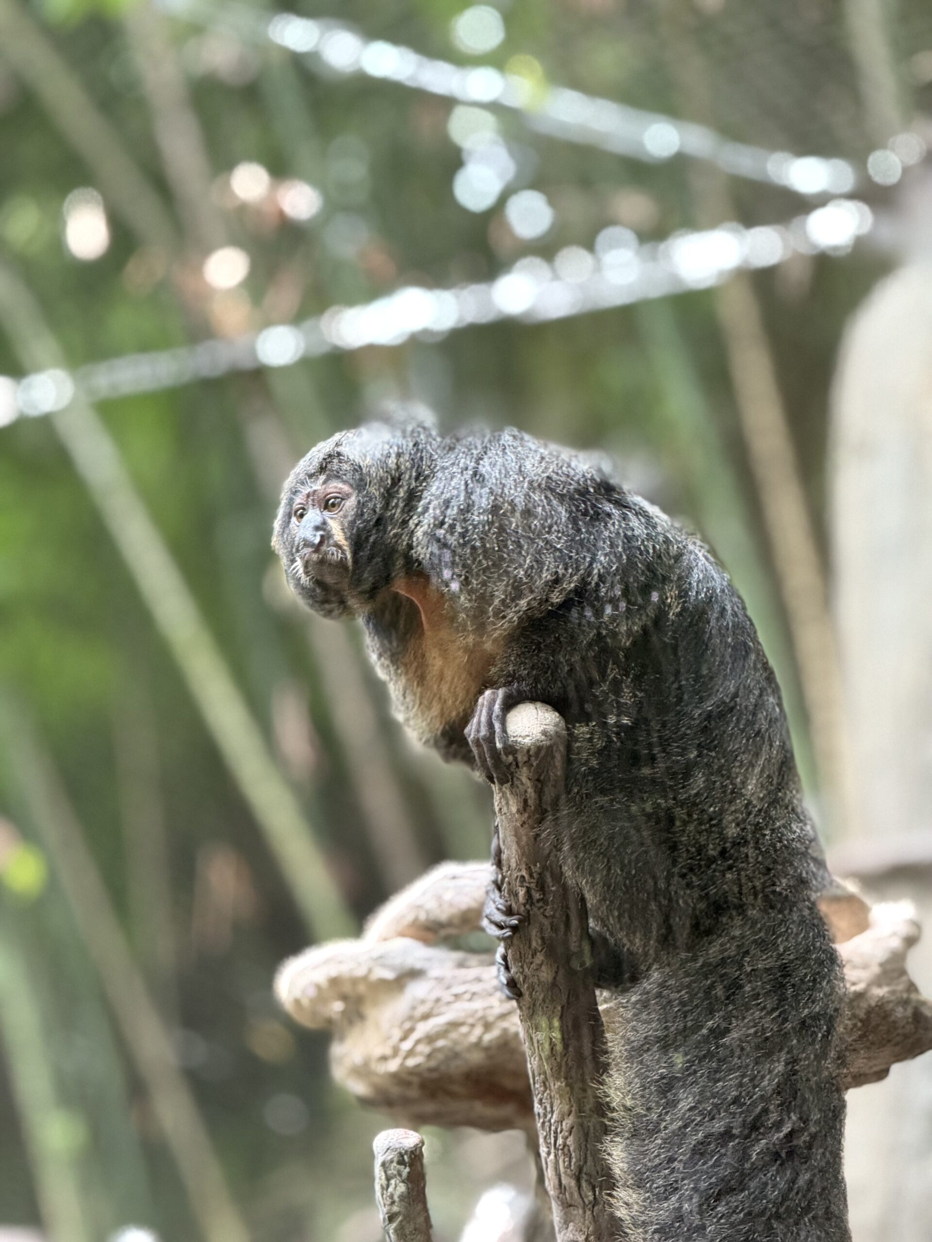 Who's in charge? Three species of primates adopt circular hierarchy in ...